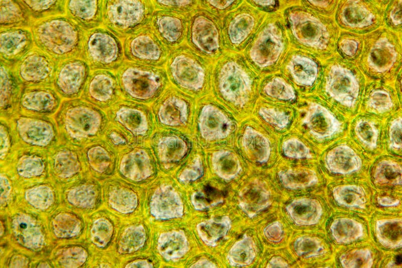 When Viewed Under a Microscope, a Tomato Reveals a Fascinating and ...