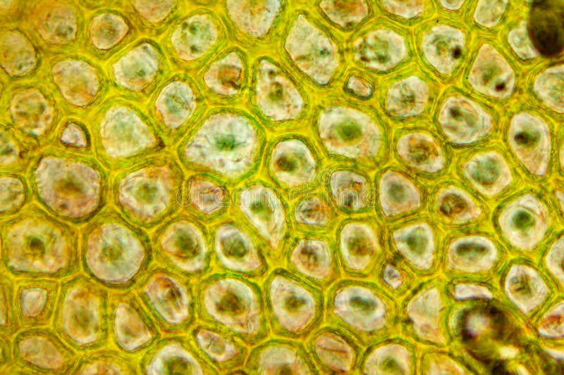 When Viewed Under a Microscope, a Tomato Reveals a Fascinating and ...