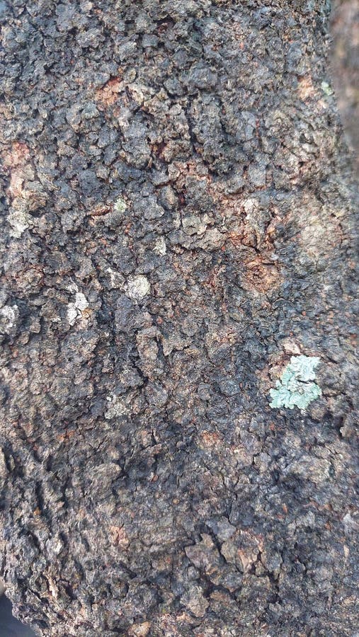 The Outer Skin of the Rambutan Tree Which Has a Hard and Bumpy Texture ...