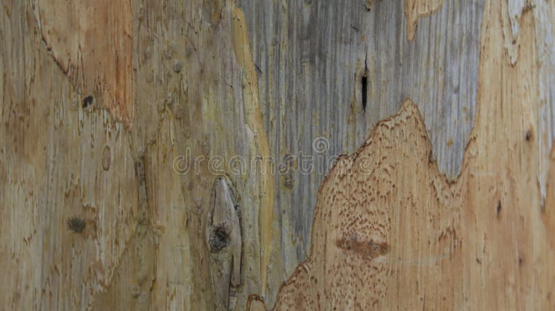 Outer Skin of the Tree Wood Texture Pattern and Background Stock Photo ...