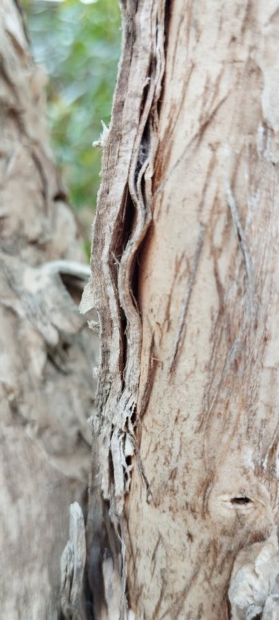 The Outer Tree Bark is Cork-shaped To Protect the Tree from Air ...