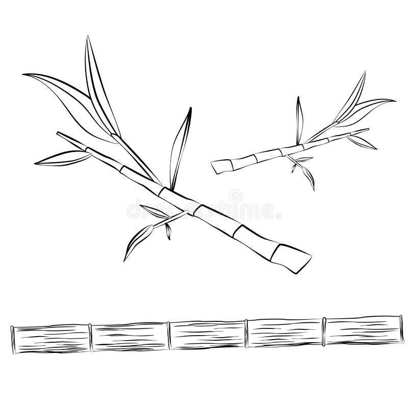 Outline of Bamboo Trunk and Bamboo Twigs with Leaves Isolated on White ...