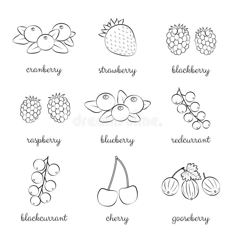 Outline Berries Vector Icon. Isolated Black Simple Line Element ...