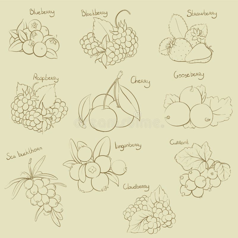 Outline berries set stock vector. Illustration of delicious - 124162130