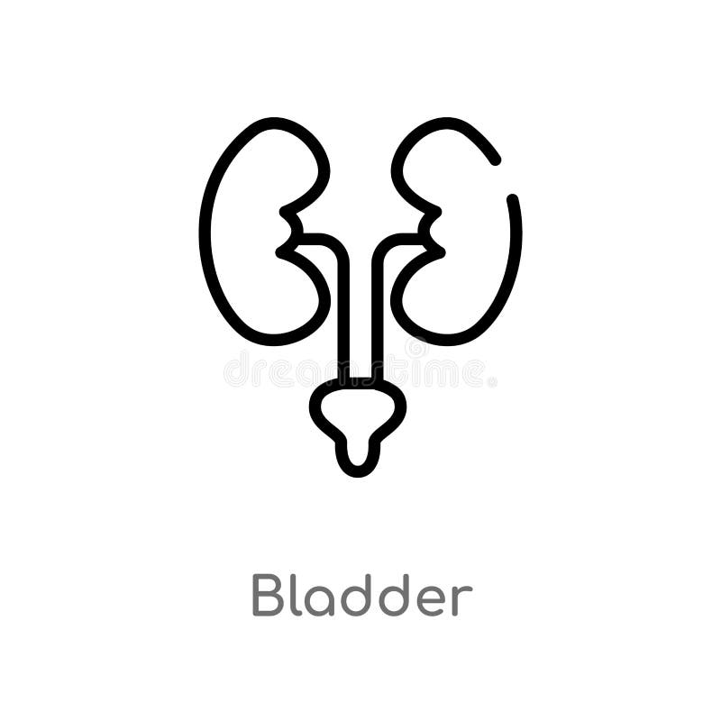 Outline Bladder Vector Icon. Isolated Black Simple Line Element ...