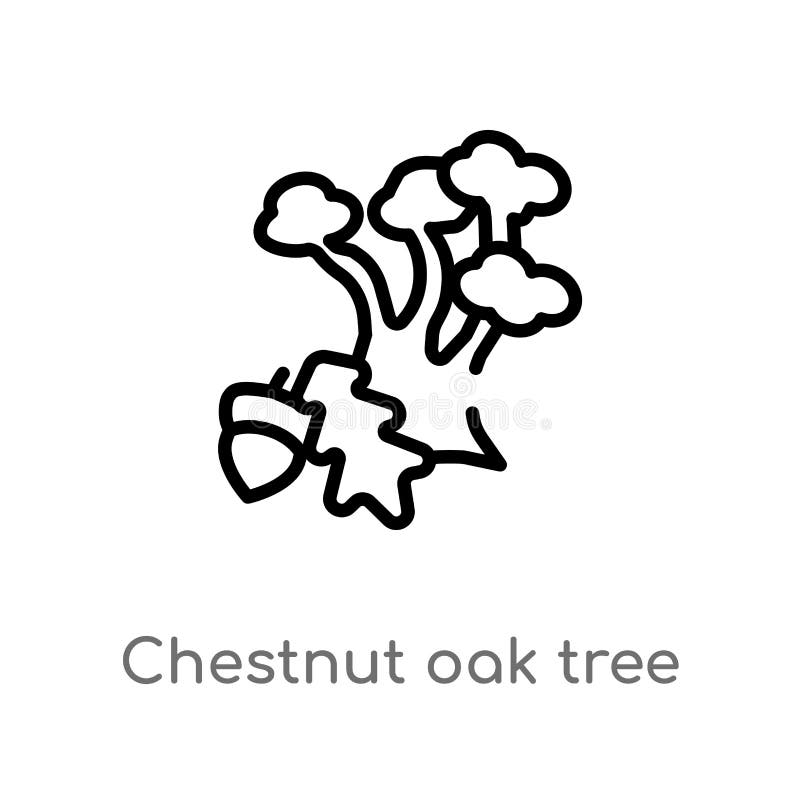 Outline Chestnut Oak Tree Vector Icon. Isolated Black Simple Line ...