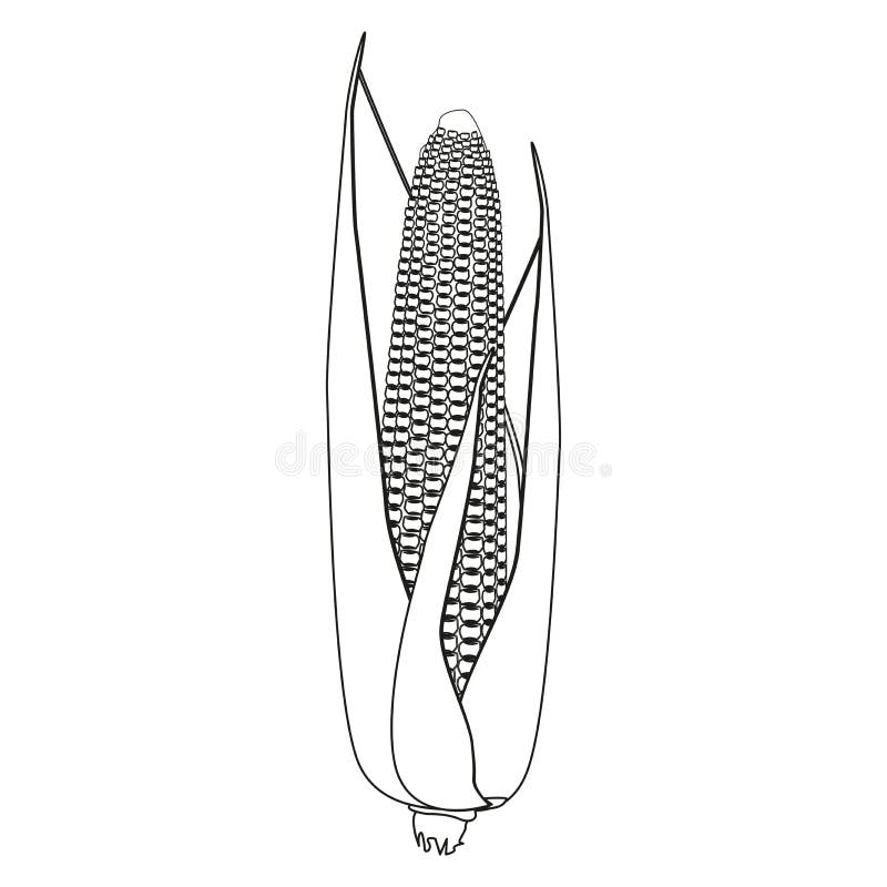 Outline Corn Cob with Grains and Leaves Isolated on White Background ...
