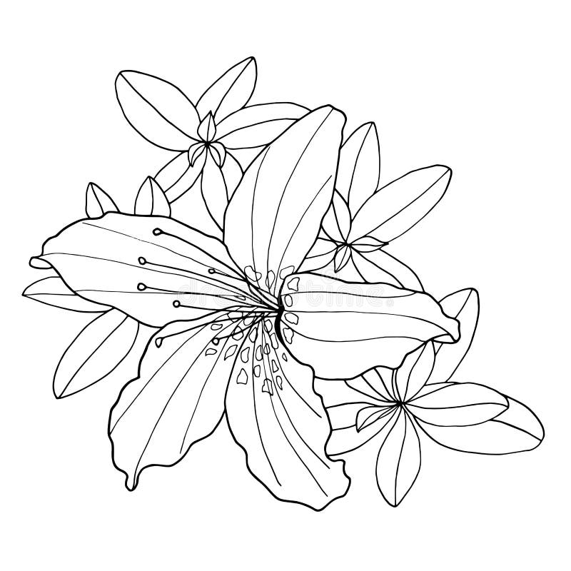 Rhododendron Coloring Page Stock Illustrations – 27, 56% OFF Rhododendron Coloring Page Stock Illustrations – 27, 56% OFF