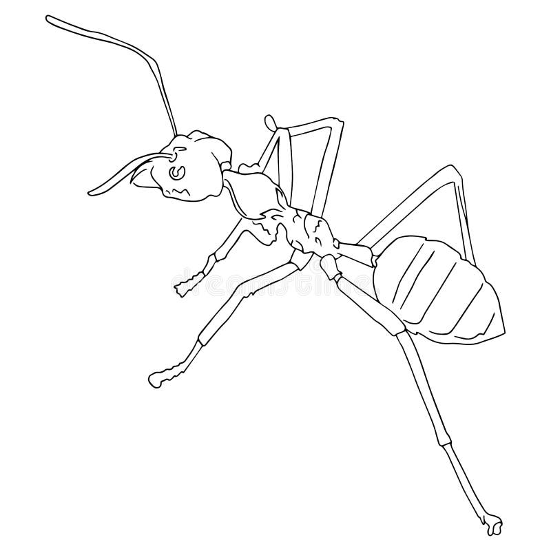 Outline Detailed Sketch of Ant Stock Vector - Illustration of character ...