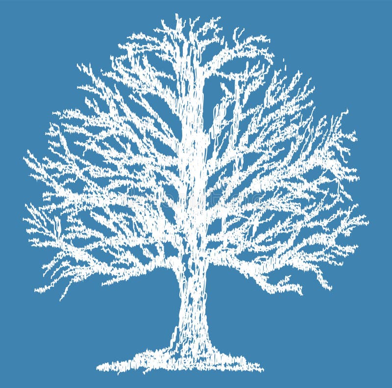 Drawing of a Deciduous Tree with a Thick Trunk Stock Vector ...