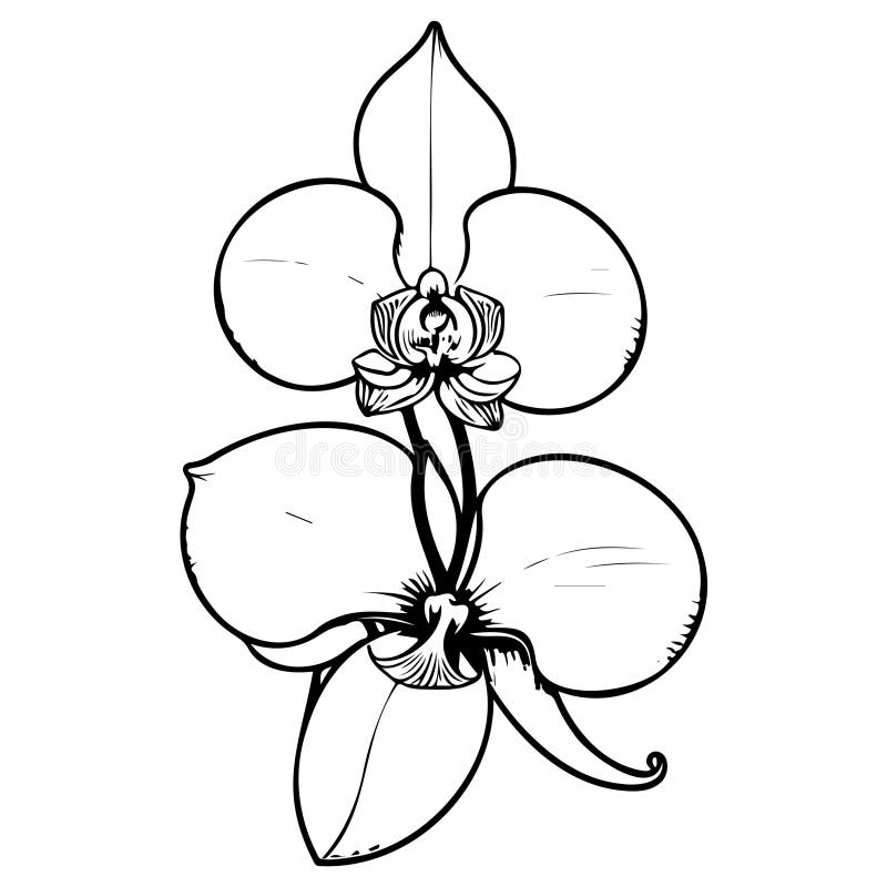 Outline Doodle Orchid Flower Leaf Illustration Sketch Draw Stock Vector ...