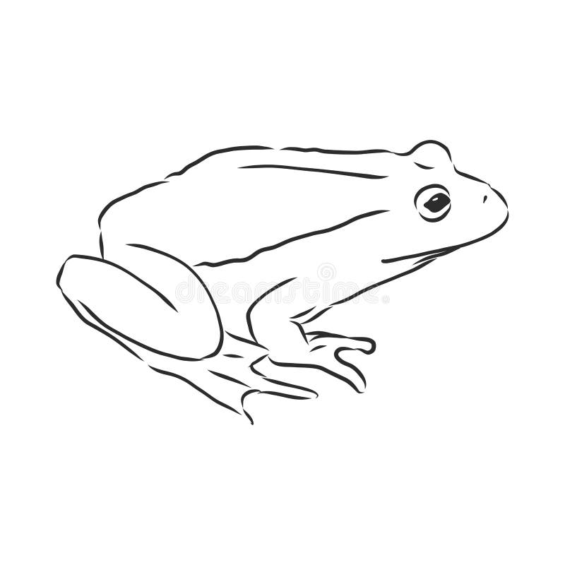 Outline Drawing of a Frog Isolated on White, Frog, Vector Sketch ...