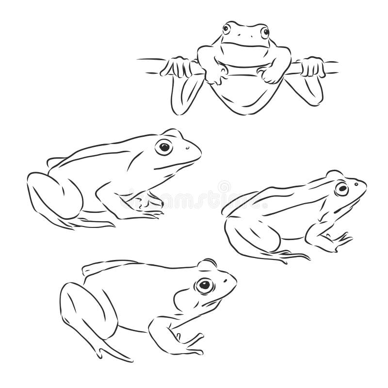 Outline Drawing of a Frog Isolated on White, Frog Vector Sketch ...