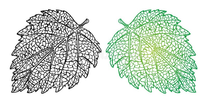 Raspberry Leaf Stock Illustrations – 16,077 Raspberry Leaf Stock ...