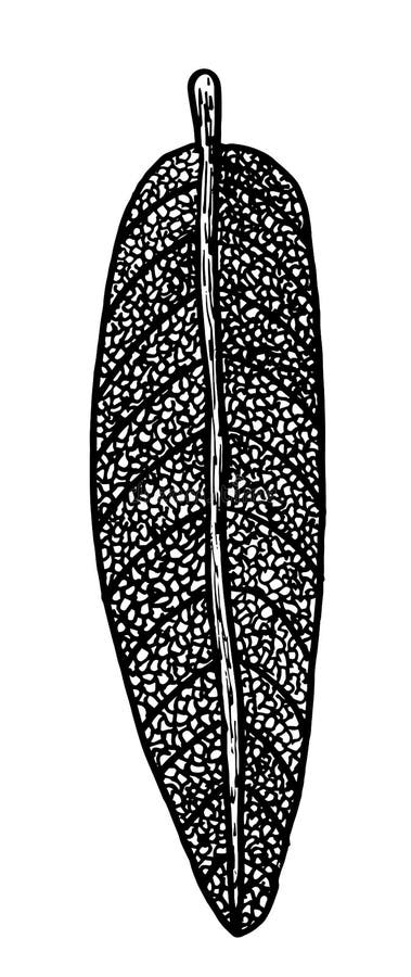 Line Drawing Sage Stock Illustrations – 694 Line Drawing Sage Stock ...