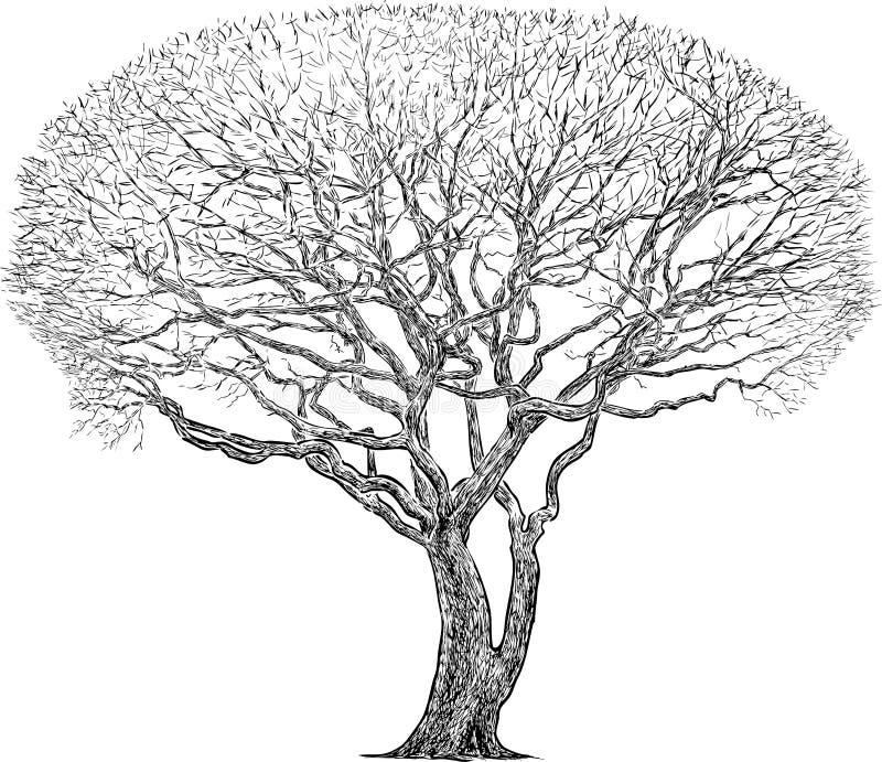 Outline Drawing of Silhouette Old Single Deciduous Bare Tree in Cold ...
