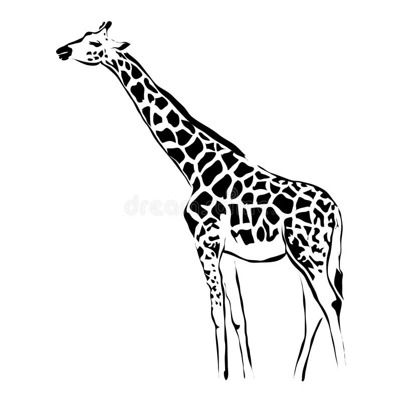 Outline Giraffe Vector Image. Stock Vector - Illustration of exotic ...