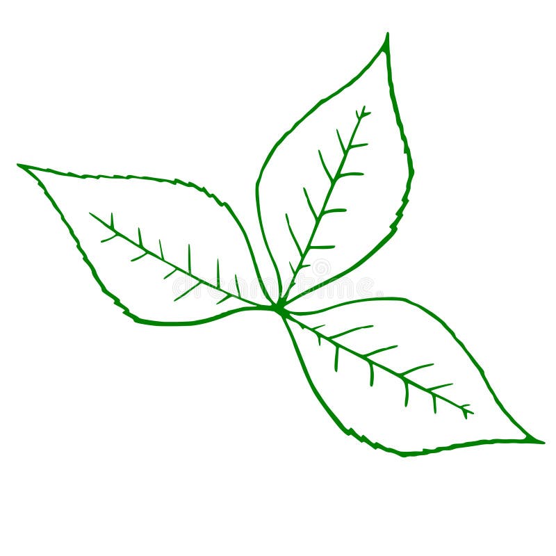 Outline of a green plant stock vector. Illustration of green - 30342406