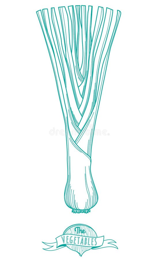 Outline Hand Drawn Sketch of Leek (flat Style, Thin Line) Stock Vector ...