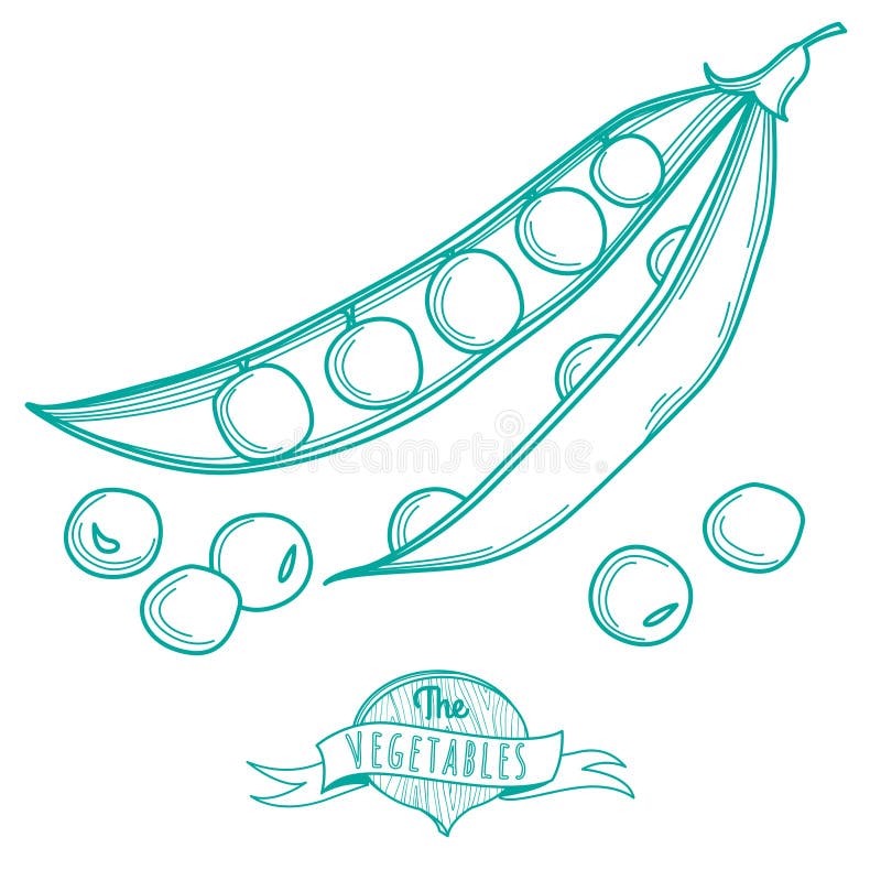 Outline Hand Drawn Sketch of Peas (flat Style, Thin Line) Stock Vector ...