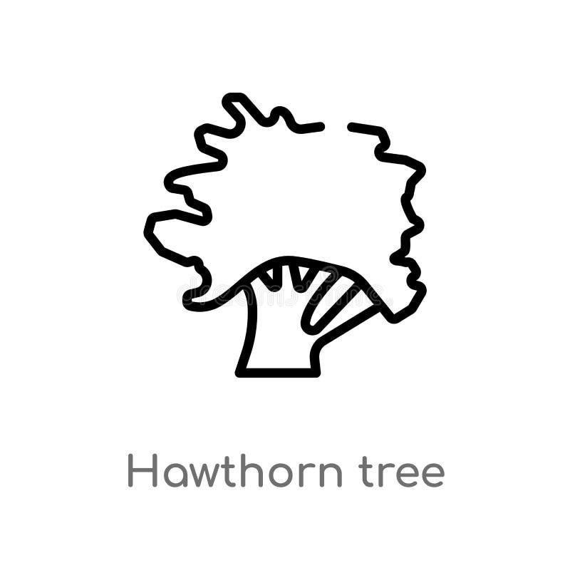 Hawthorn Tree Icon on White Background. Simple Element Illustration ...