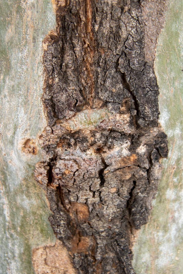 A Face Identified in the Bark of a Tree Stock Image - Image of bark ...