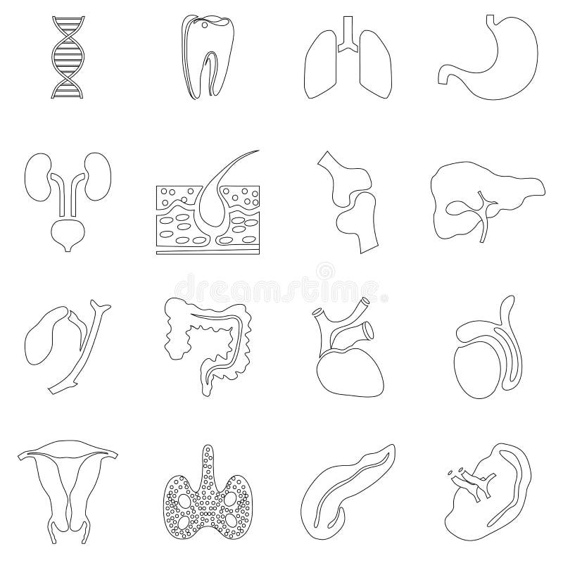Internal Organs Icons Set, Outline Style Stock Illustration ...