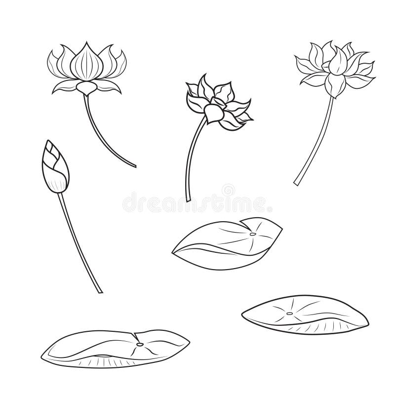 Outline of Lotus on White Background. Vector Illustration Stock Vector ...