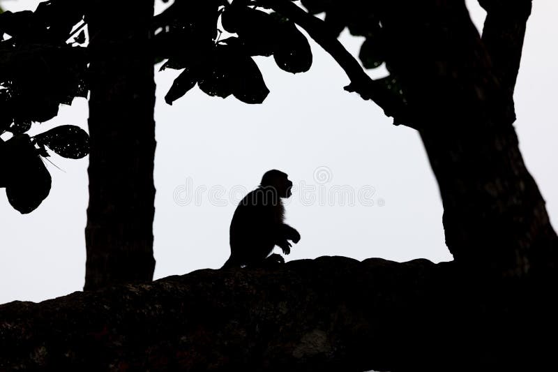 Outline of a Monkey Black on White between Trees Stock Illustration ...