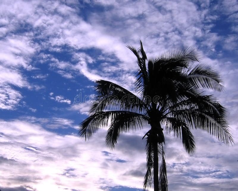 Outline of a Palm Tree stock image. Image of silhouette - 191631
