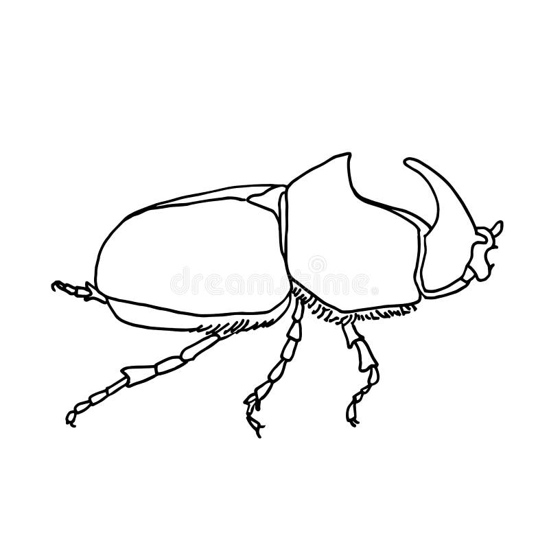 The Outline of the Beetle in Cartoon Style. Sketch. Vector Isolated ...