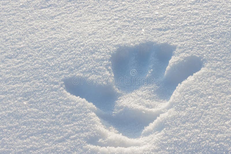 Outline of Right Human Handprint in Sparkling White Snow Surface Stock ...