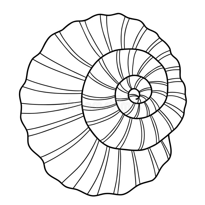 Outline Shell. Spiral Twisted Sea Conch. Linear Hand Drawing Doodle ...