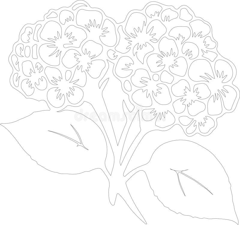 Hydrangea Outline Stock Illustrations – 2,503 Hydrangea Outline Stock ...