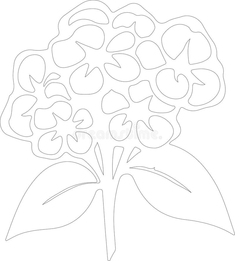 Hydrangea Outline Stock Illustrations – 2,693 Hydrangea Outline Stock ...