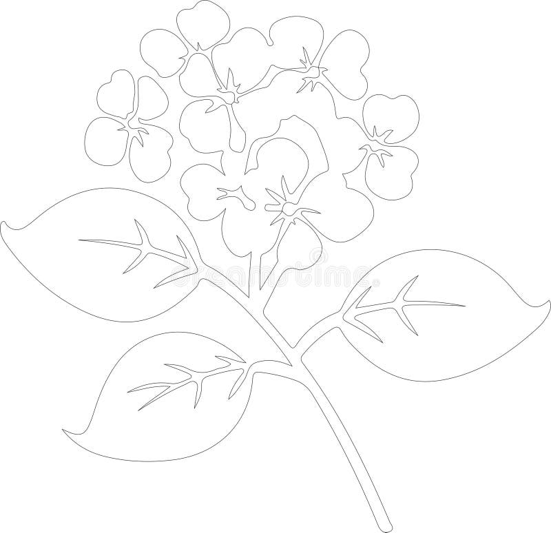 Hydrangea Outline Stock Illustrations – 2,503 Hydrangea Outline Stock ...