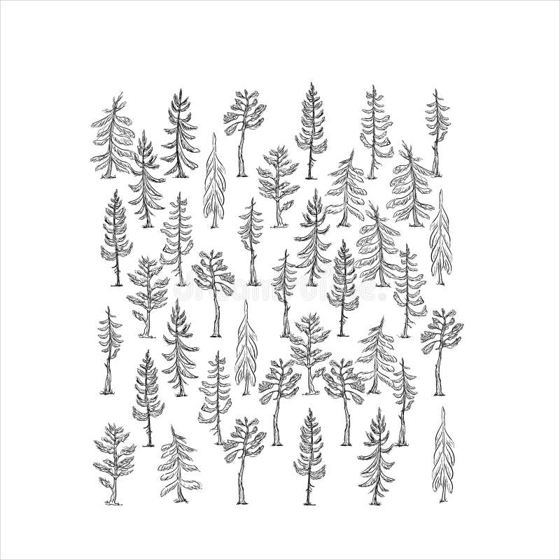 Outline Sketch Spruce and Pine Trees, Black and White Forest Vector ...