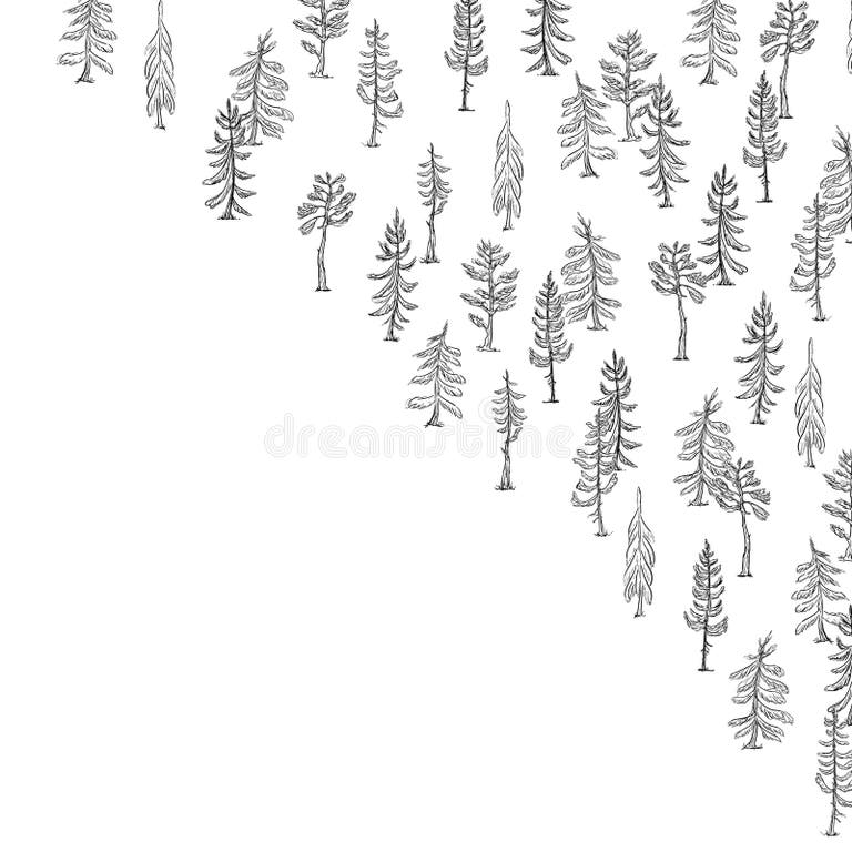 Outline Sketch Spruce and Pine Trees, Black and White Forest Vector ...