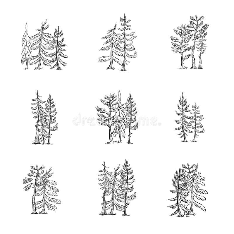 Outline Sketch Spruce and Pine Trees Collection, Black and White Forest ...
