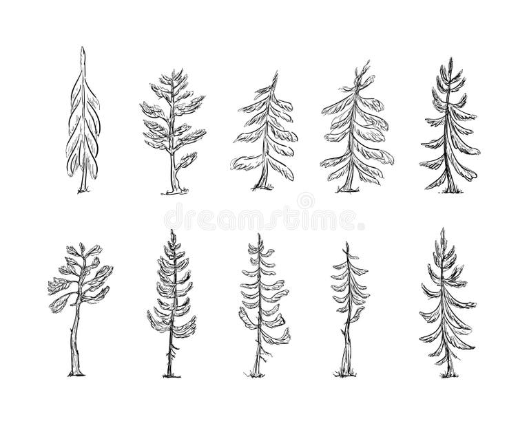 Outline Sketch Spruce and Pine Trees Collection, Black and White Forest ...