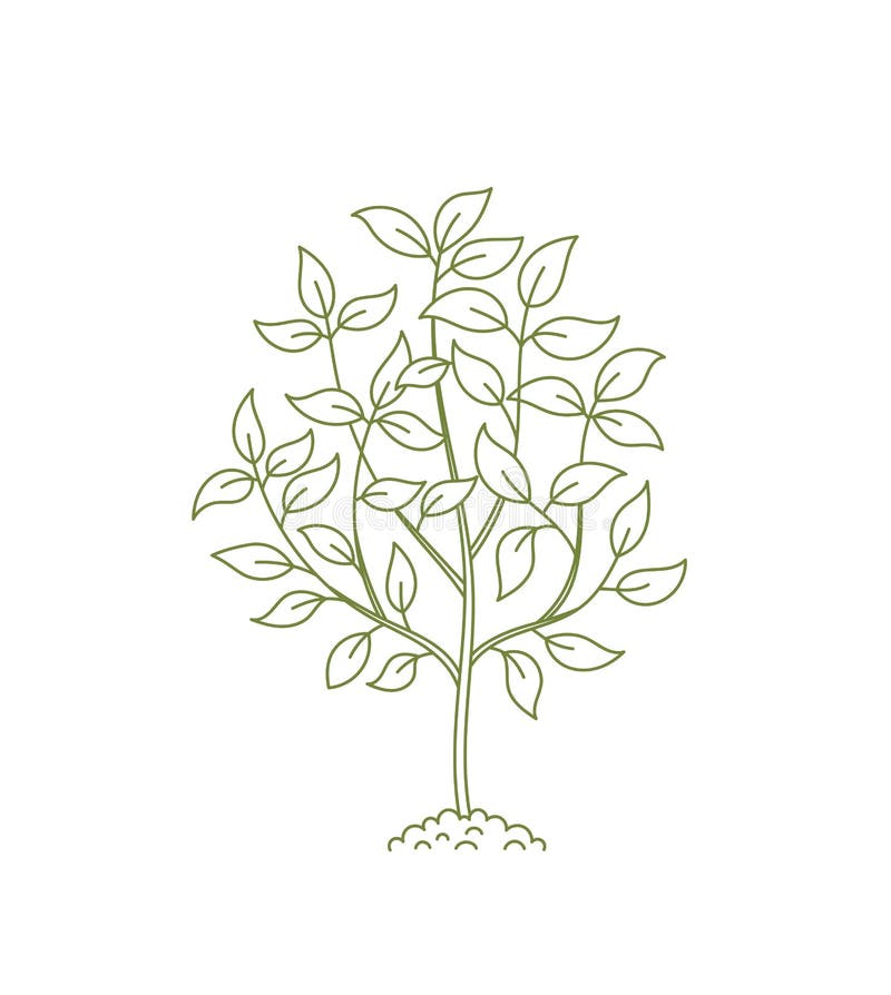 Outline Tree. Open Paths. Editable Stroke. Custom Line Thickness ...
