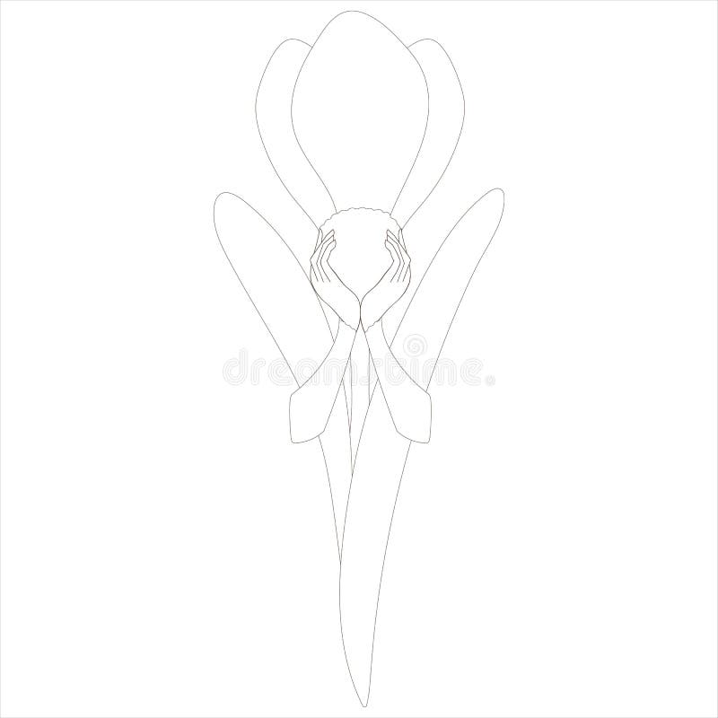 An Outline of a Snowdrop Flower for Coloring Stock Vector ...