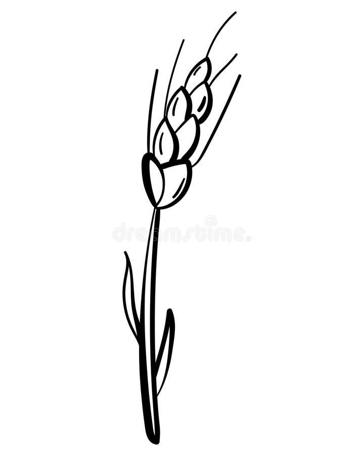 Outline Spikelet in Doodle Style, Hand Drawn Grain Plant for Design ...