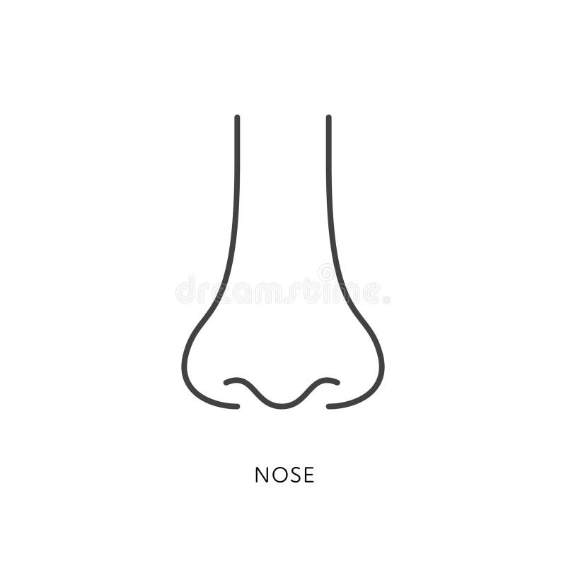 Nose Anatomy Cross Section Diagram Showing Soft Palate Paranasal Sinuses Elements Flat Vector