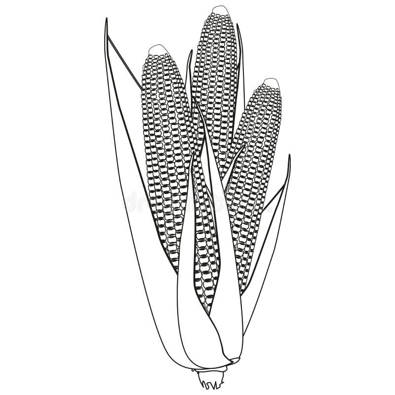 Outline of Three Corn Cobs with Grains and Leaves Isolated on White ...