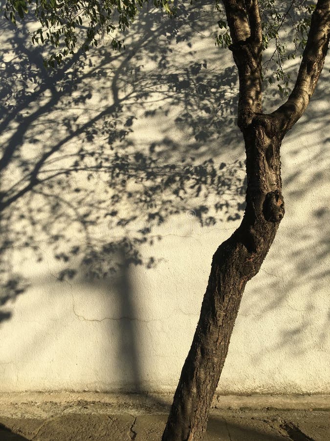 Tree Trunk and Shadow on the Wall from Foliage. Stock Image - Image of ...