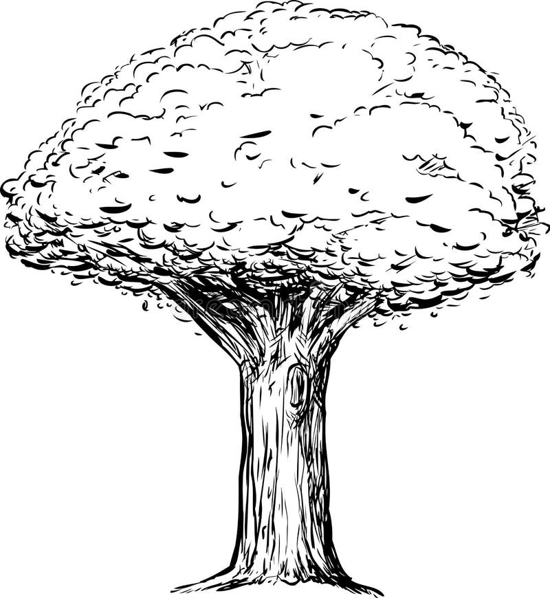 Outline of Tree with Thick Trunk Stock Illustration - Illustration of ...