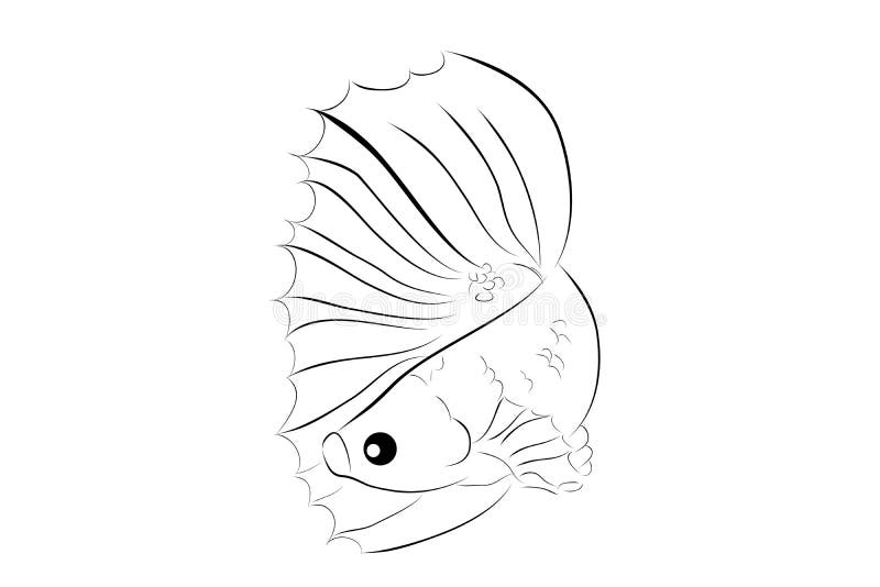 Simple Outline Vector Betta or Siamese Fighting Fish , on ...