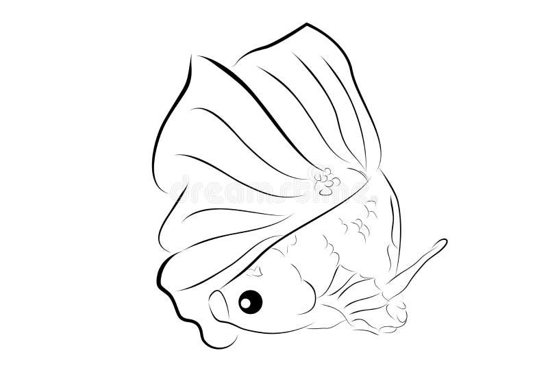 Simple Outline Vector Betta or Siamese Fighting Fish , on ...