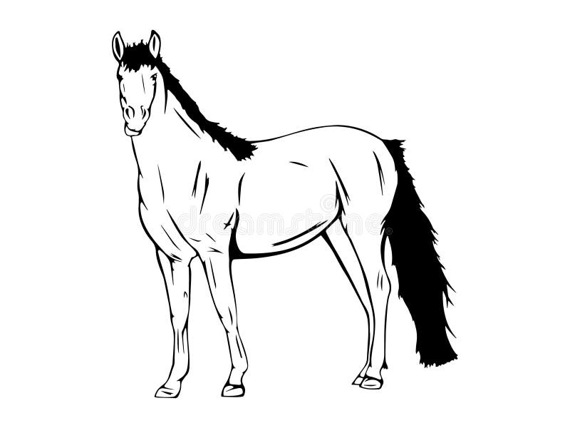 Horse Looking Forward Stock Illustrations – 40 Horse Looking Forward ...